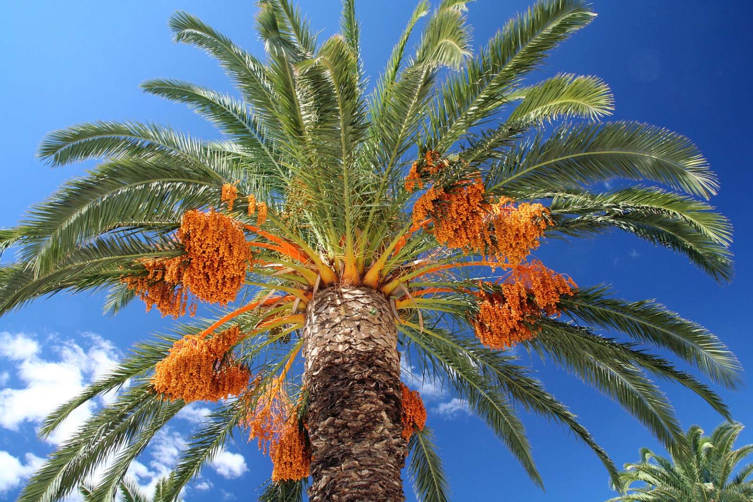 When & How to Prune Palm Trees - 2024 Guide - TV Acres