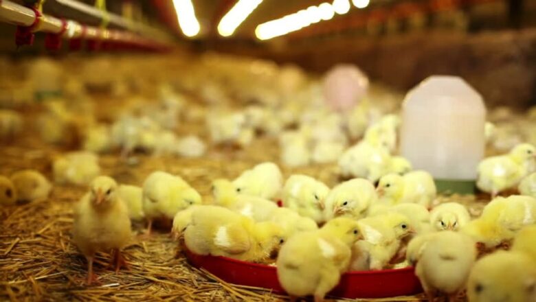 9 Poultry Farming Tips and Basics for Beginners - TV Acres