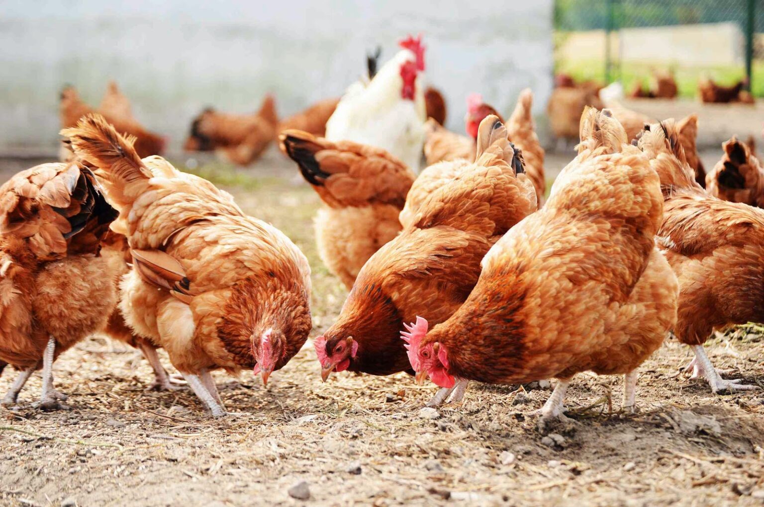 9 Poultry Farming Tips and Basics for Beginners - TV Acres