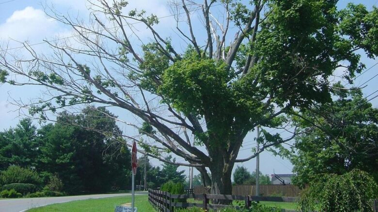 What To Do If Your Tree Branches Are Touching The Power Lines - TV Acres